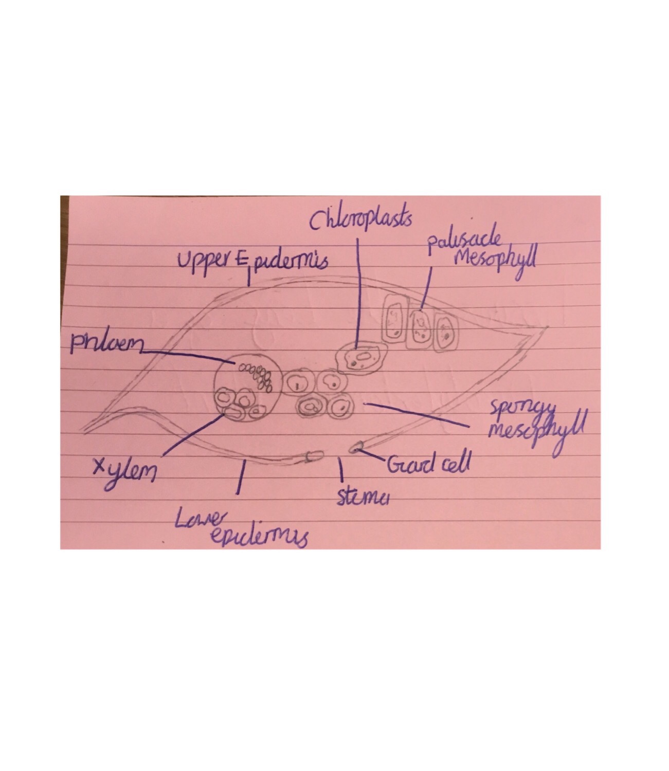 IGCSE Biology Chapter 13 Flashcards | Memorang