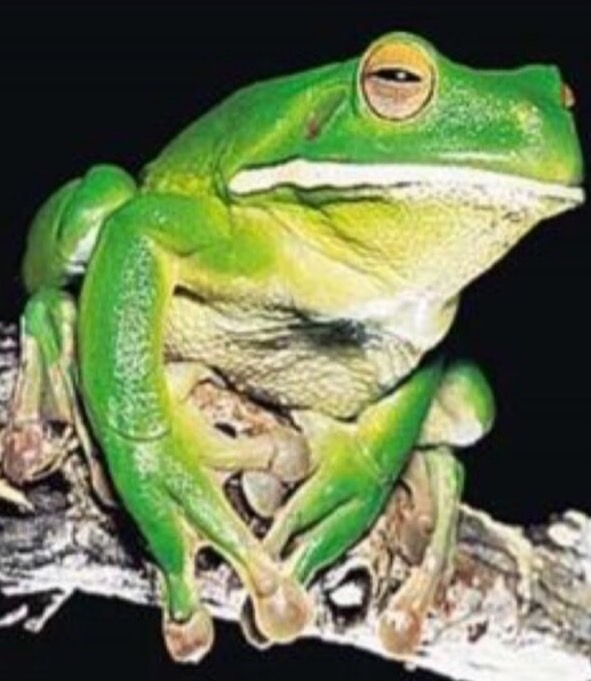 ANIMAL SKELETON MEMORY GAME Flashcards | Memorang