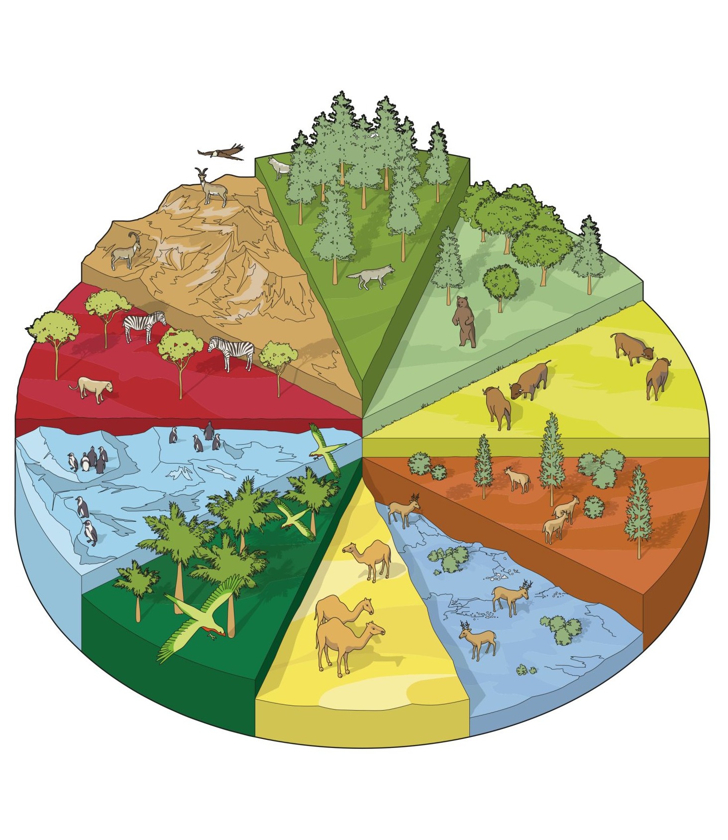Ecosystems Flashcards | Memorang