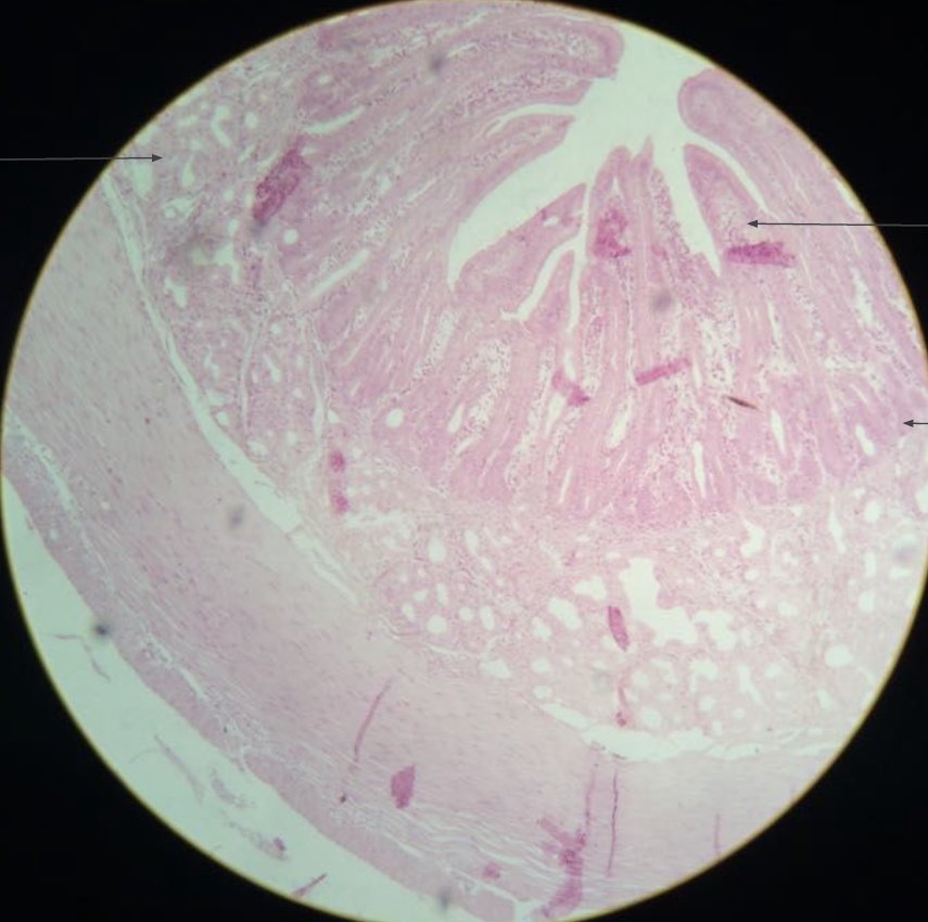 Histo B - Intestinos Flashcards | Memorang