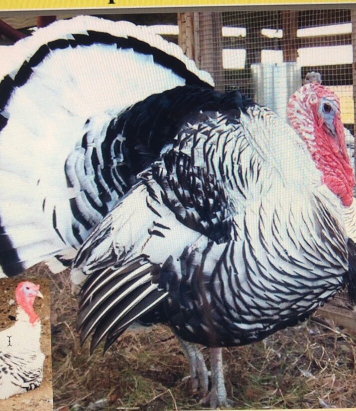 Kalkoen Flashcards | Memorang