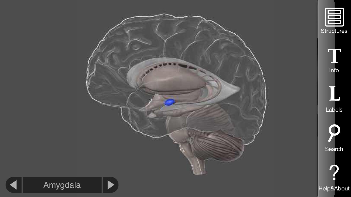 Brain Structure Flashcards | Memorang