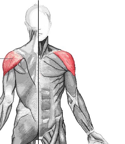 Muscles Health Flashcards | Memorang