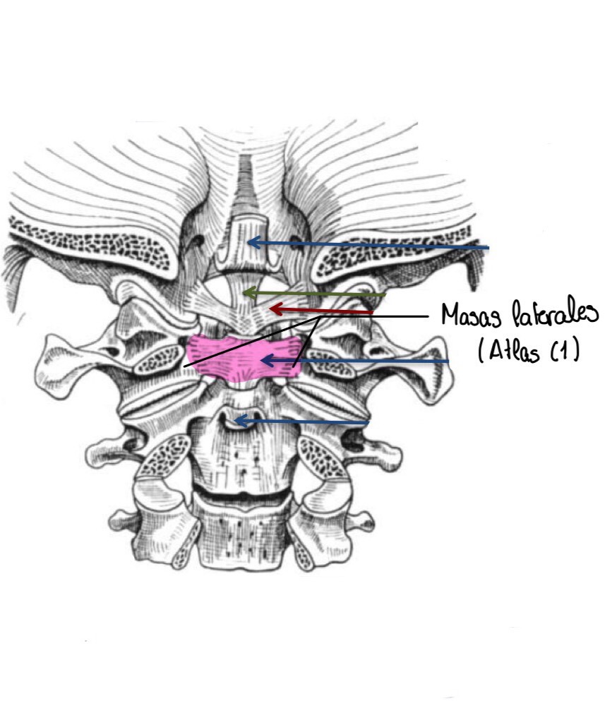 Ligamentos C. cervical Flashcards | Memorang