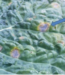 Vegetable Pests and Diseases Flashcards | Memorang