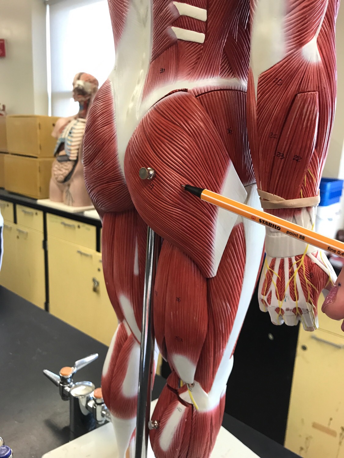 Muscles Flashcards | Memorang