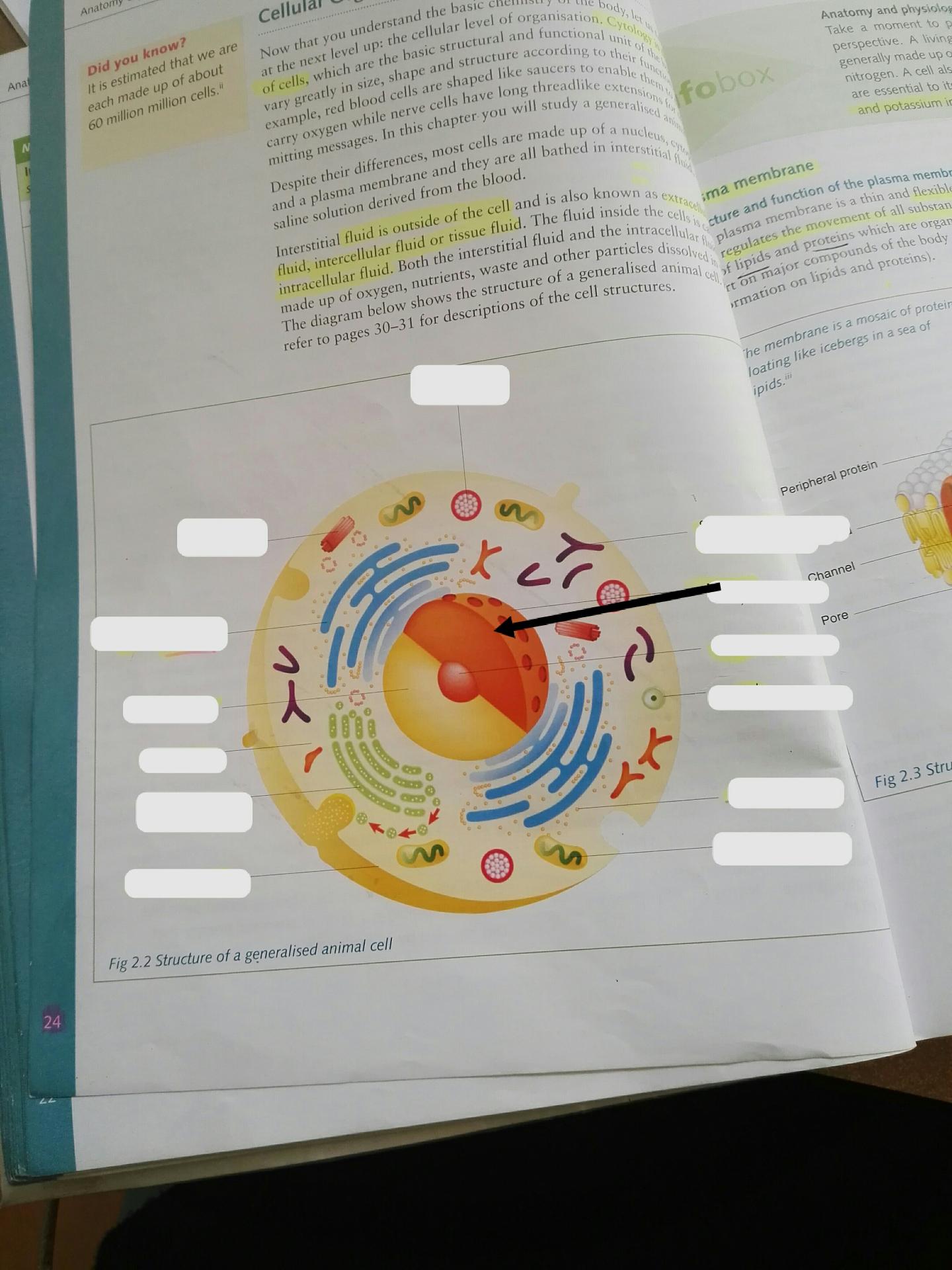 Animal Cell structure Flashcards | Memorang