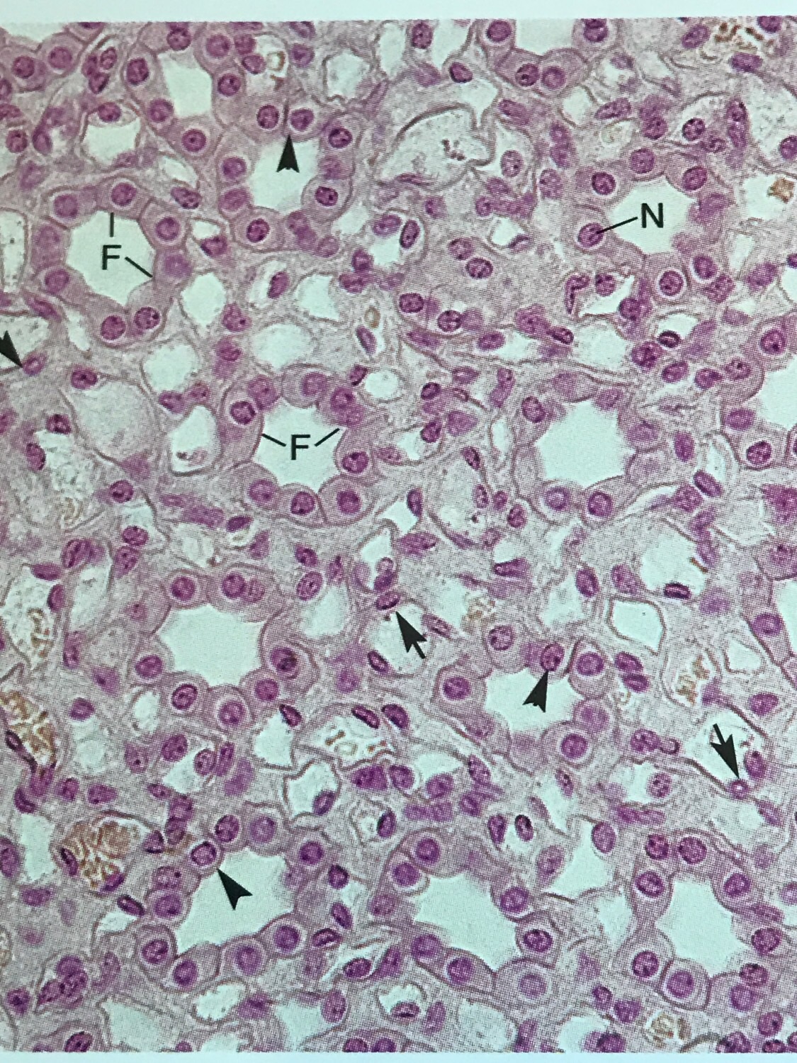 Tissues (Histology) Flashcards | Memorang