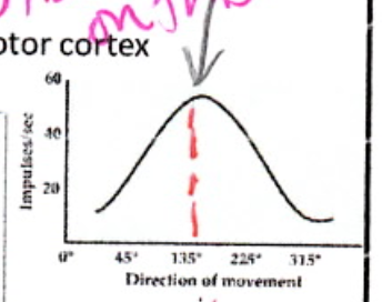 Upper Motor Control Flashcards | Memorang