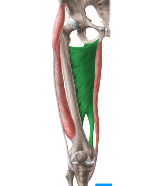 Anatomy and Physiology Muscles Flashcards | Memorang