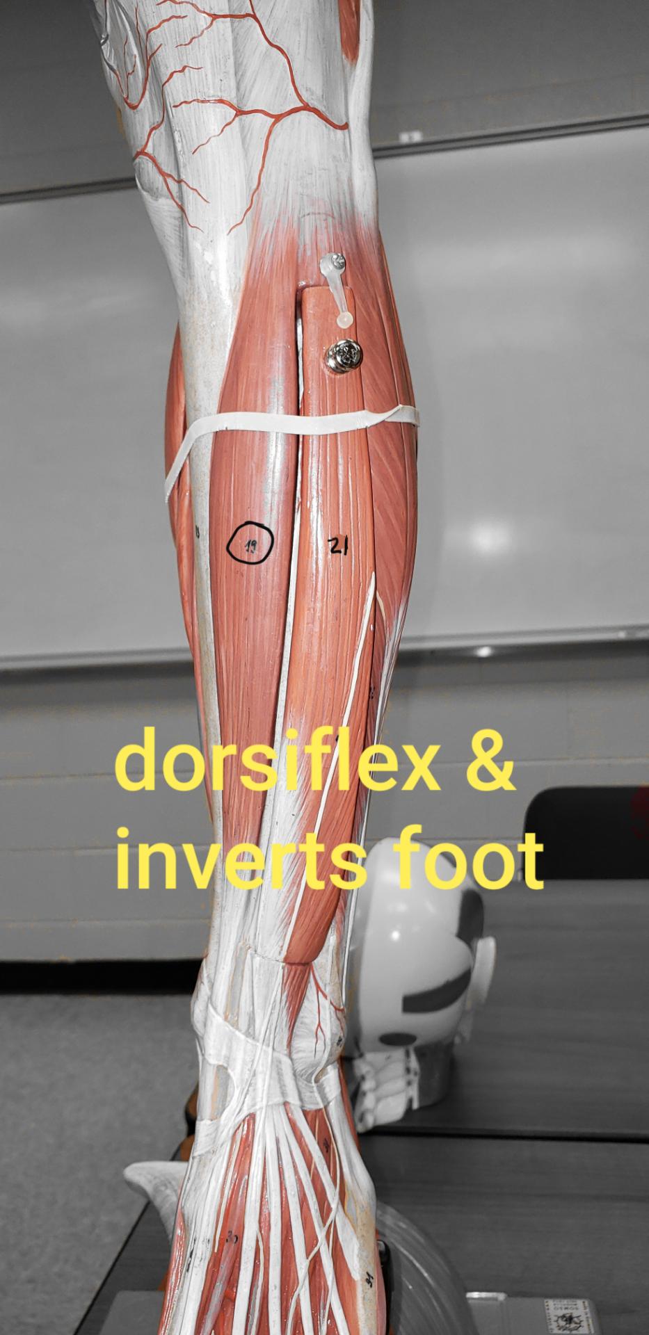 Leg Flashcards | Memorang