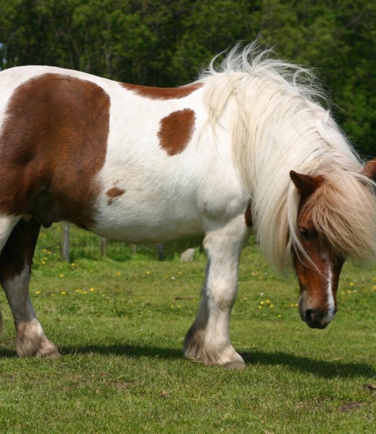 Shanish chapter 4 Flashcards | Memorang