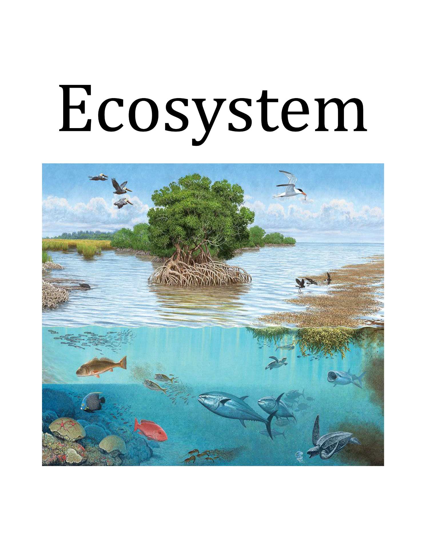 Chapter Three: Ecosystems Flashcards | Memorang