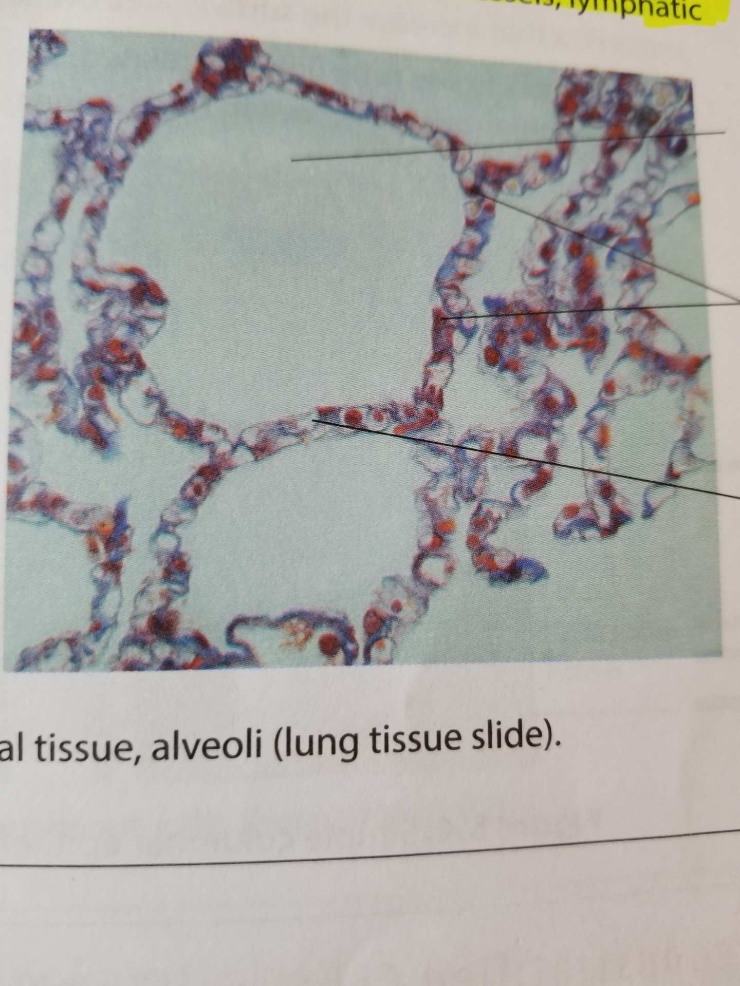 Histology Flashcards Memorang