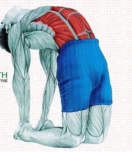 Muscle Stretching Flashcards | Memorang