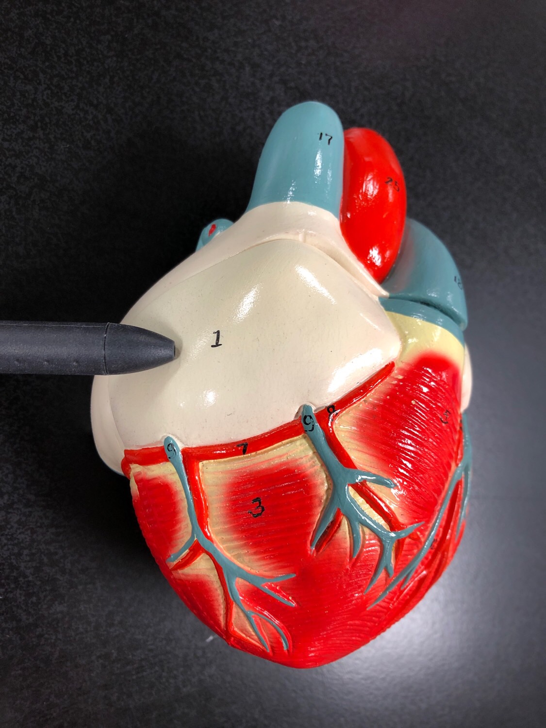 Anatomy Lab Galen heart model Flashcards | Memorang