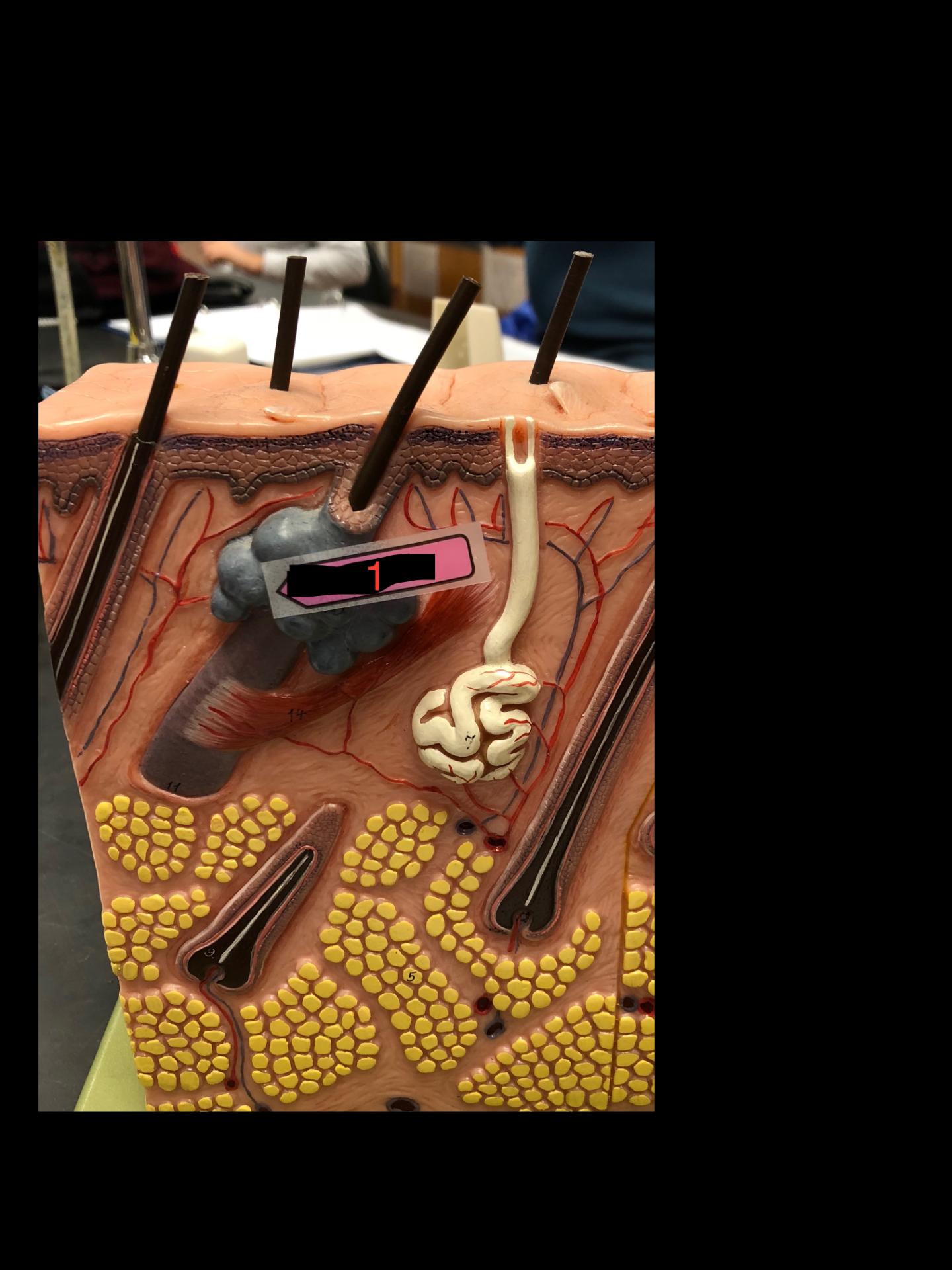 Integumentary Model Identification Flashcards | Memorang