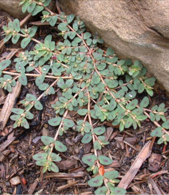 Weed ID Flashcards | Memorang