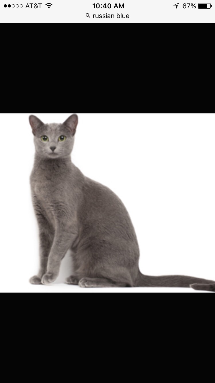 Kitten Breeds Flashcards | Memorang