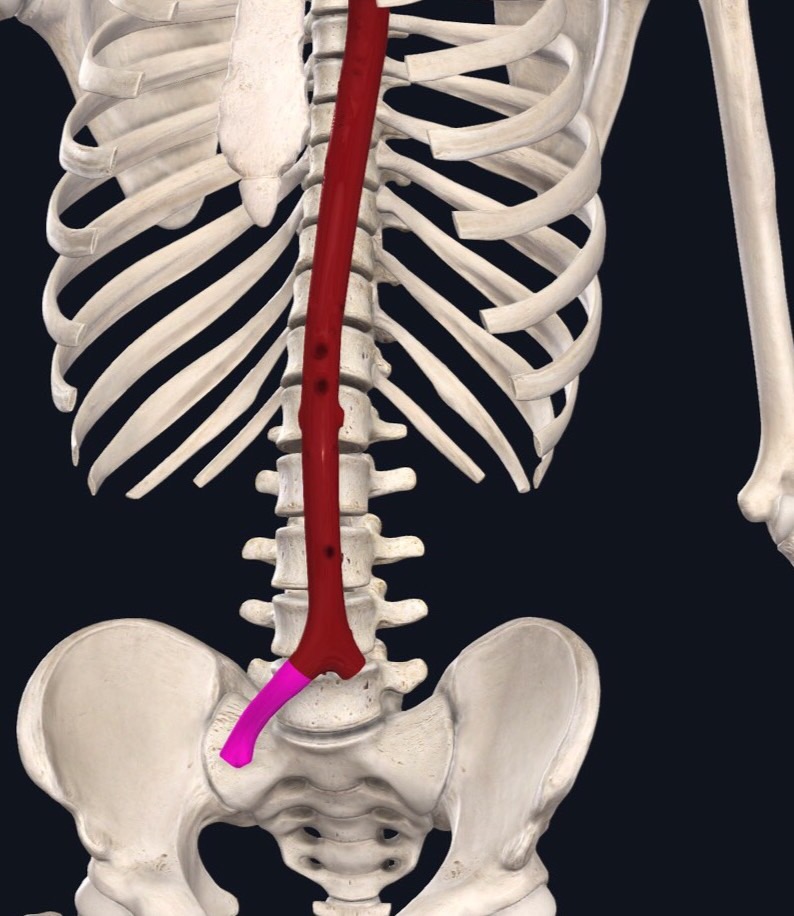 Blodkärl, lymfkärl, lymfknutor i ben Flashcards | Memorang