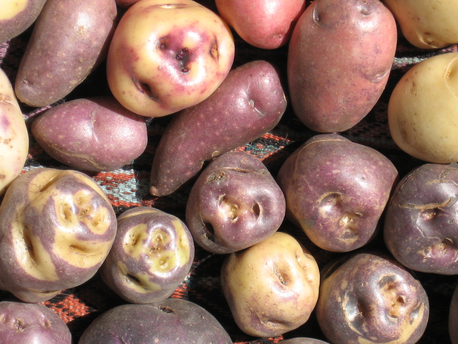 Comida en Quechua Flashcards | Memorang