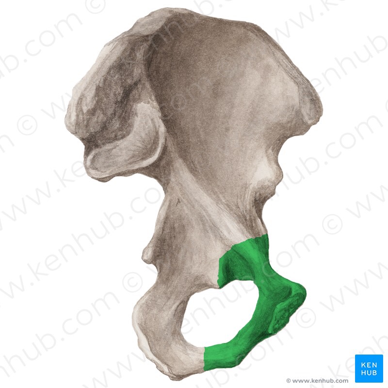 Os pubis Flashcards | Memorang