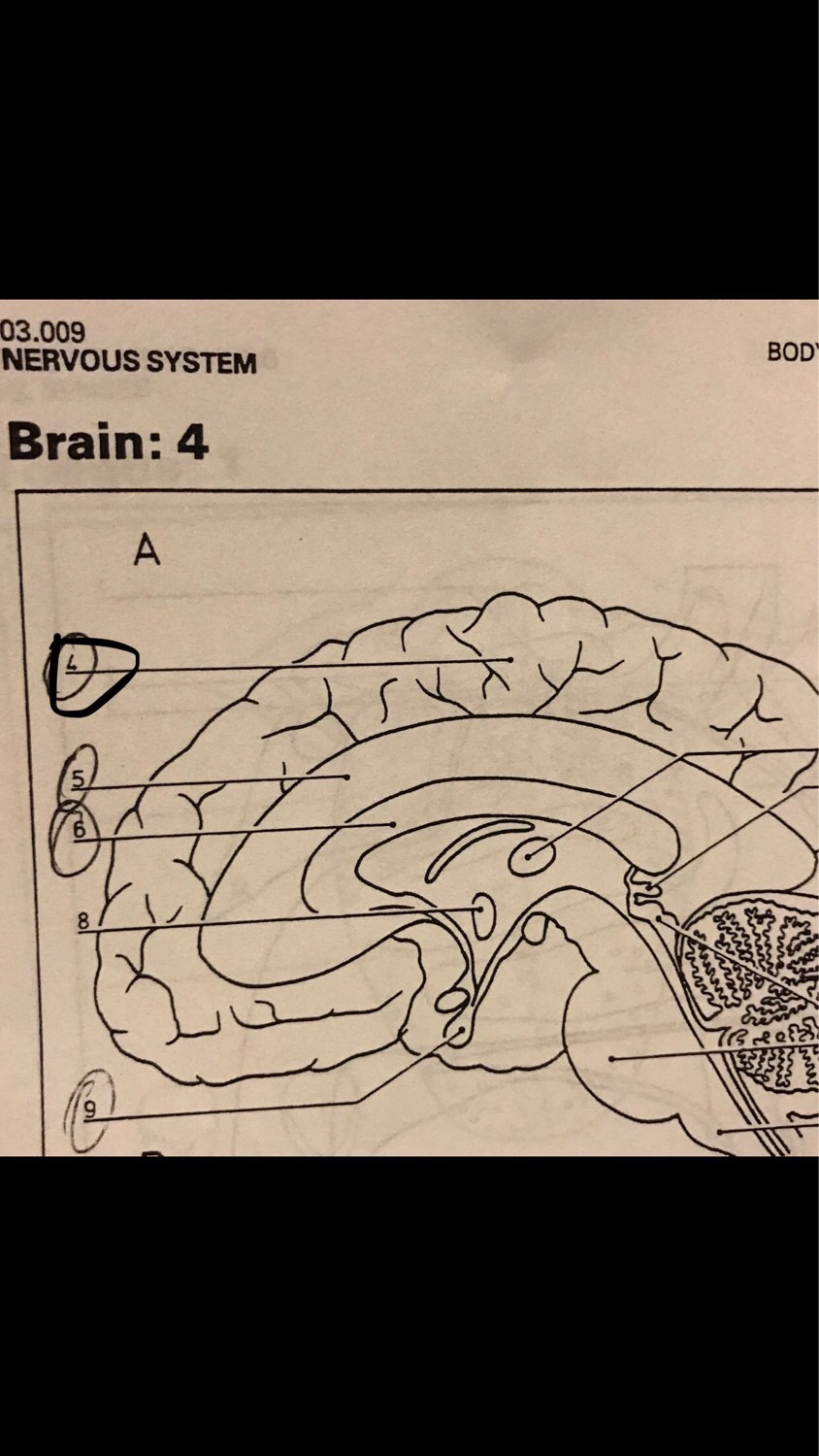 Nervous System brain Flashcards | Memorang