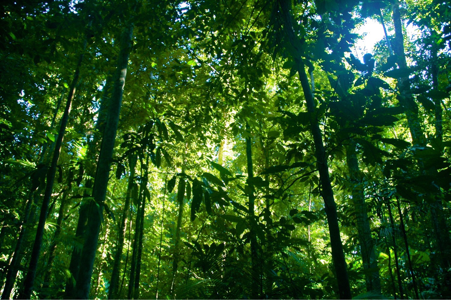 Rainforest! Flashcards | Memorang