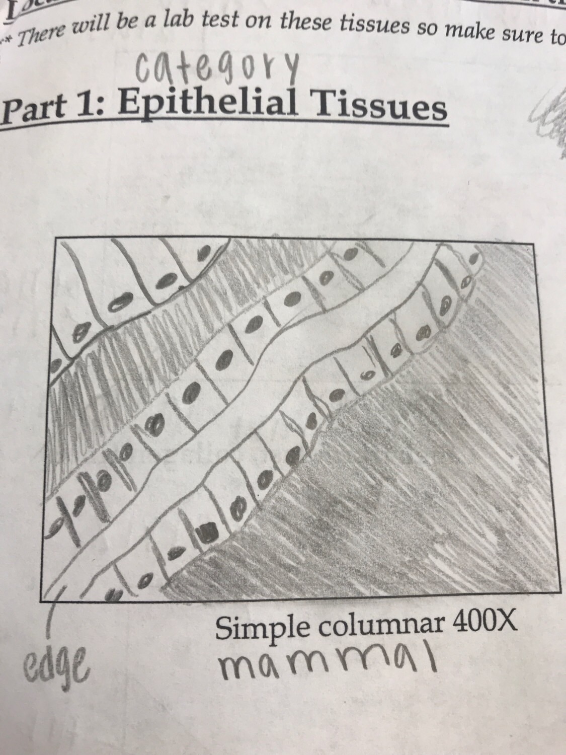 Cells in Tissue Types Flashcards | Memorang