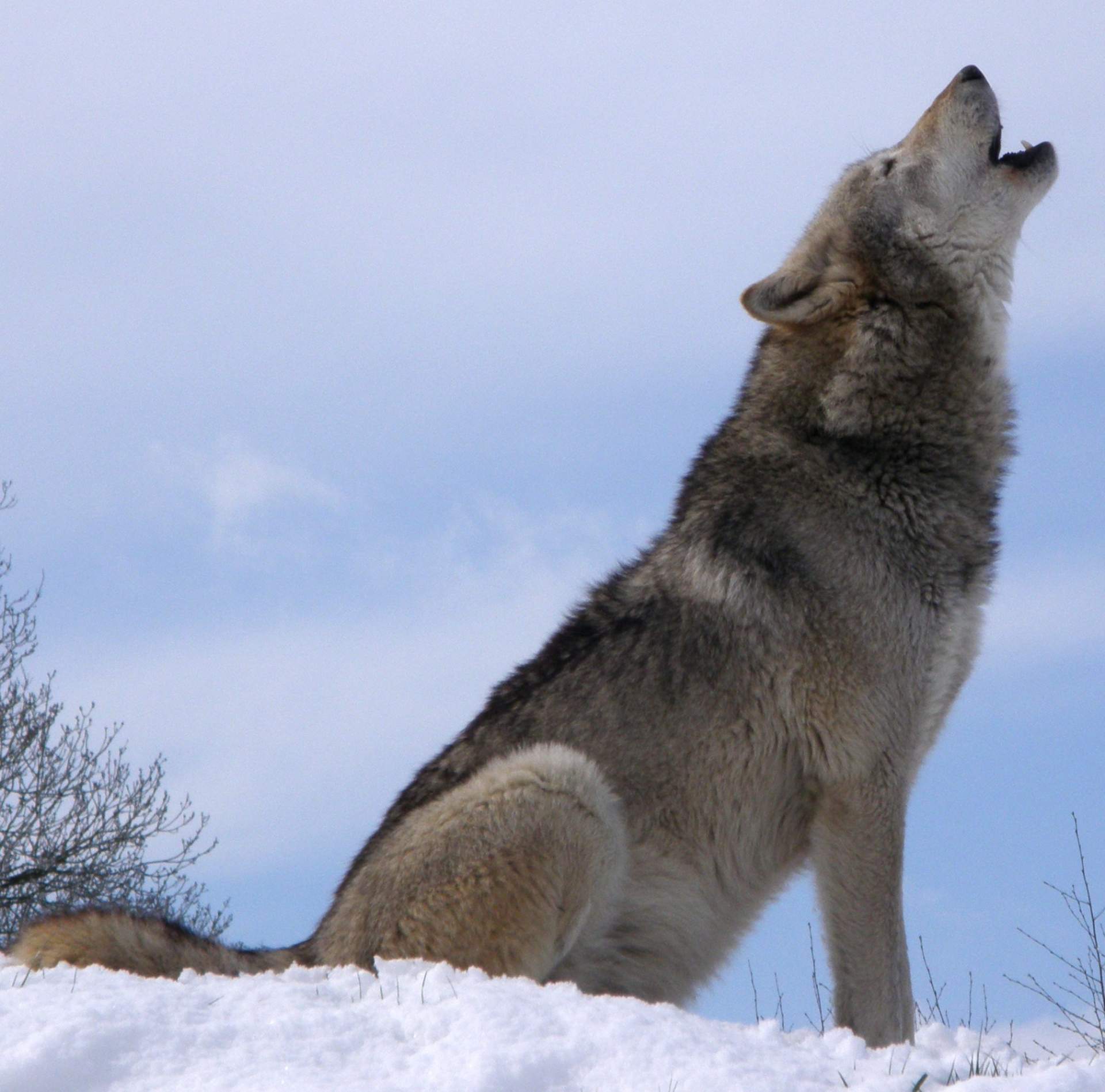 wolfs Flashcards | Memorang
