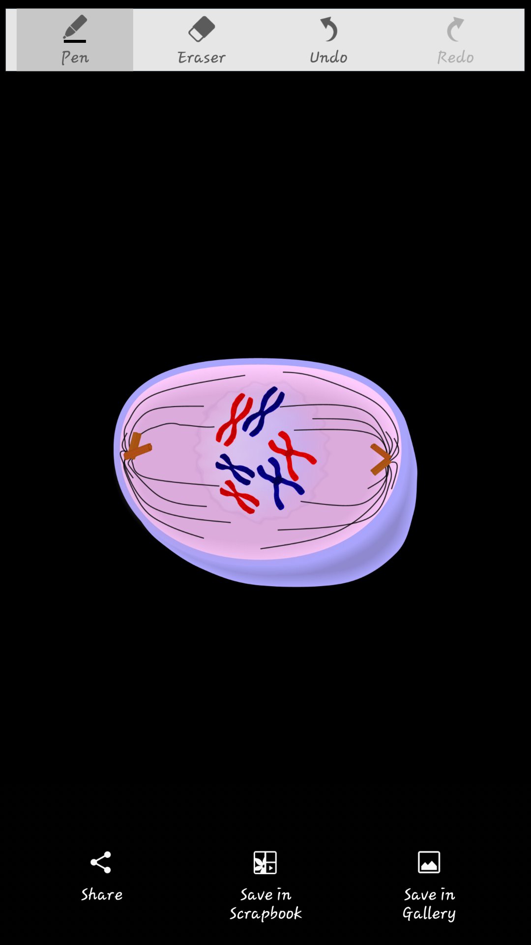 Cell division Flashcards | Memorang