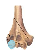 Partes del húmero Flashcards | Memorang