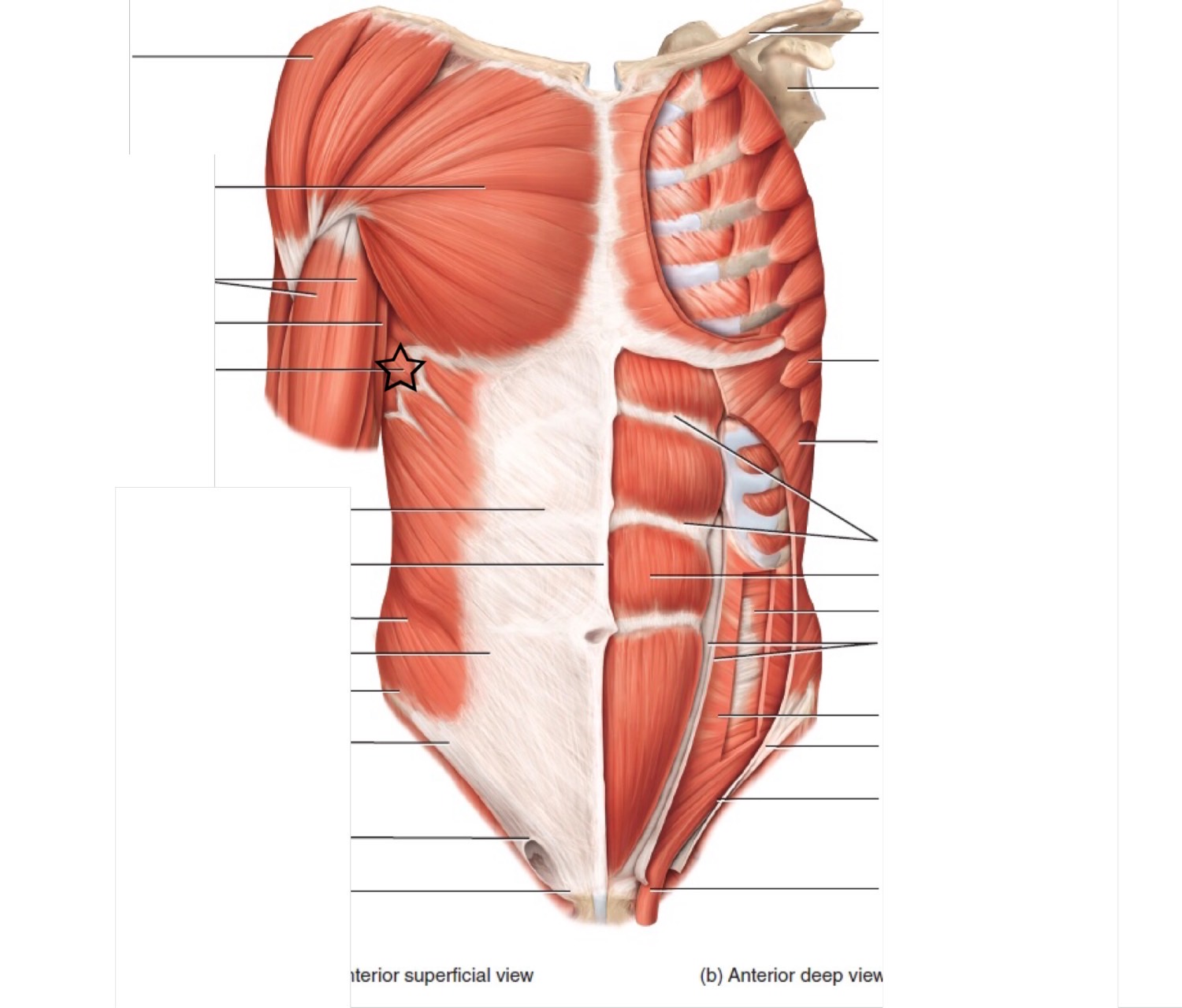 Anterior View of Torso Muscles Flashcards | Memorang