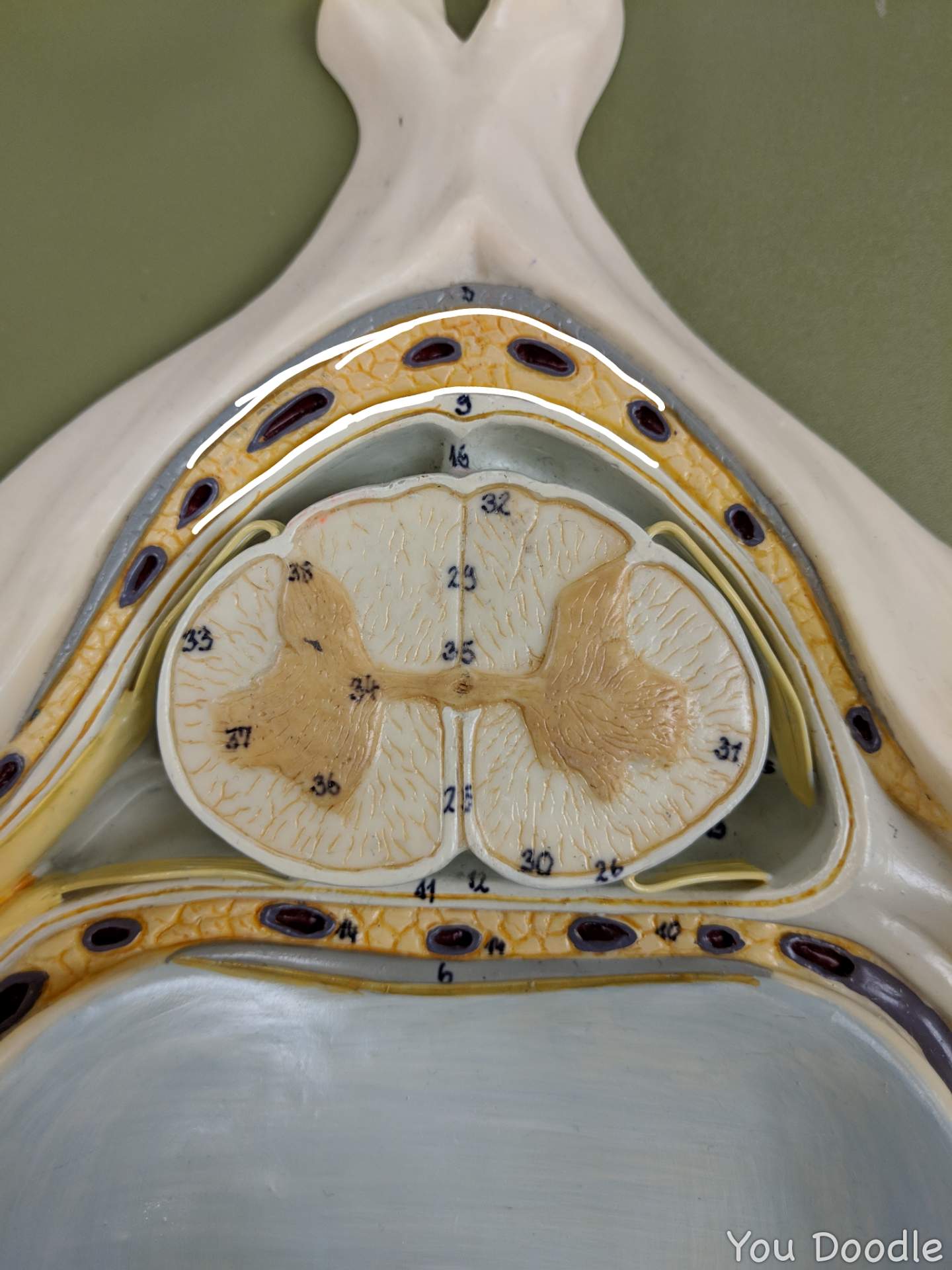 Spinal Cord Flashcards | Memorang