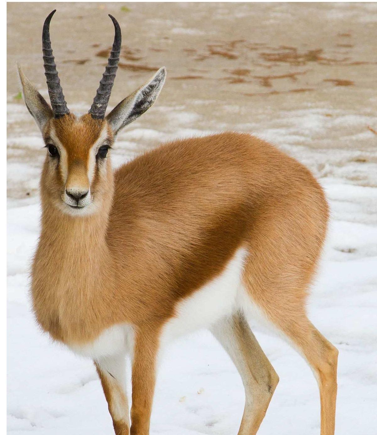 Los animales ahs Flashcards | Memorang