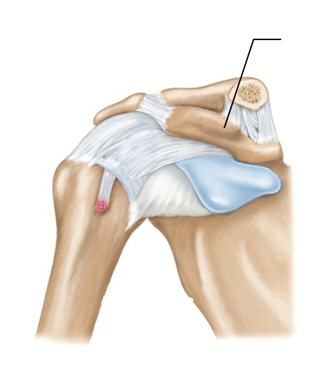 Shoulder Joint Flashcards | Memorang