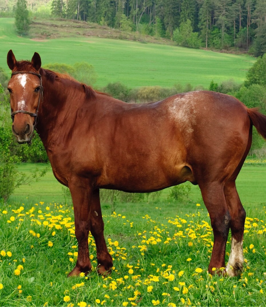 Plaas diere Flashcards | Memorang