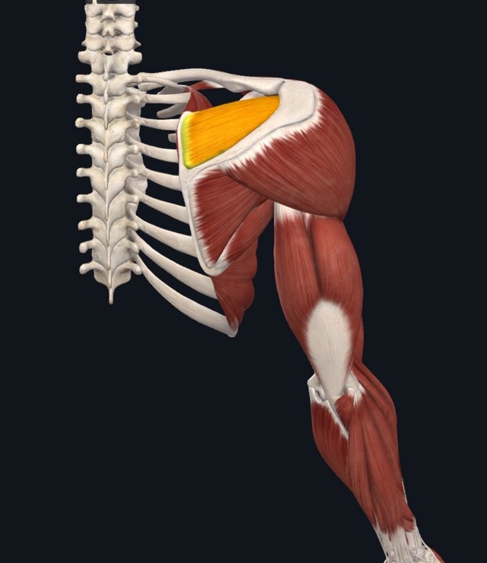 Superior Limb Myology Flashcards | Memorang