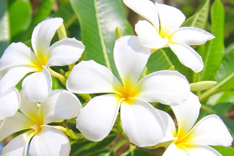 🌹 flowers Flashcards | Memorang
