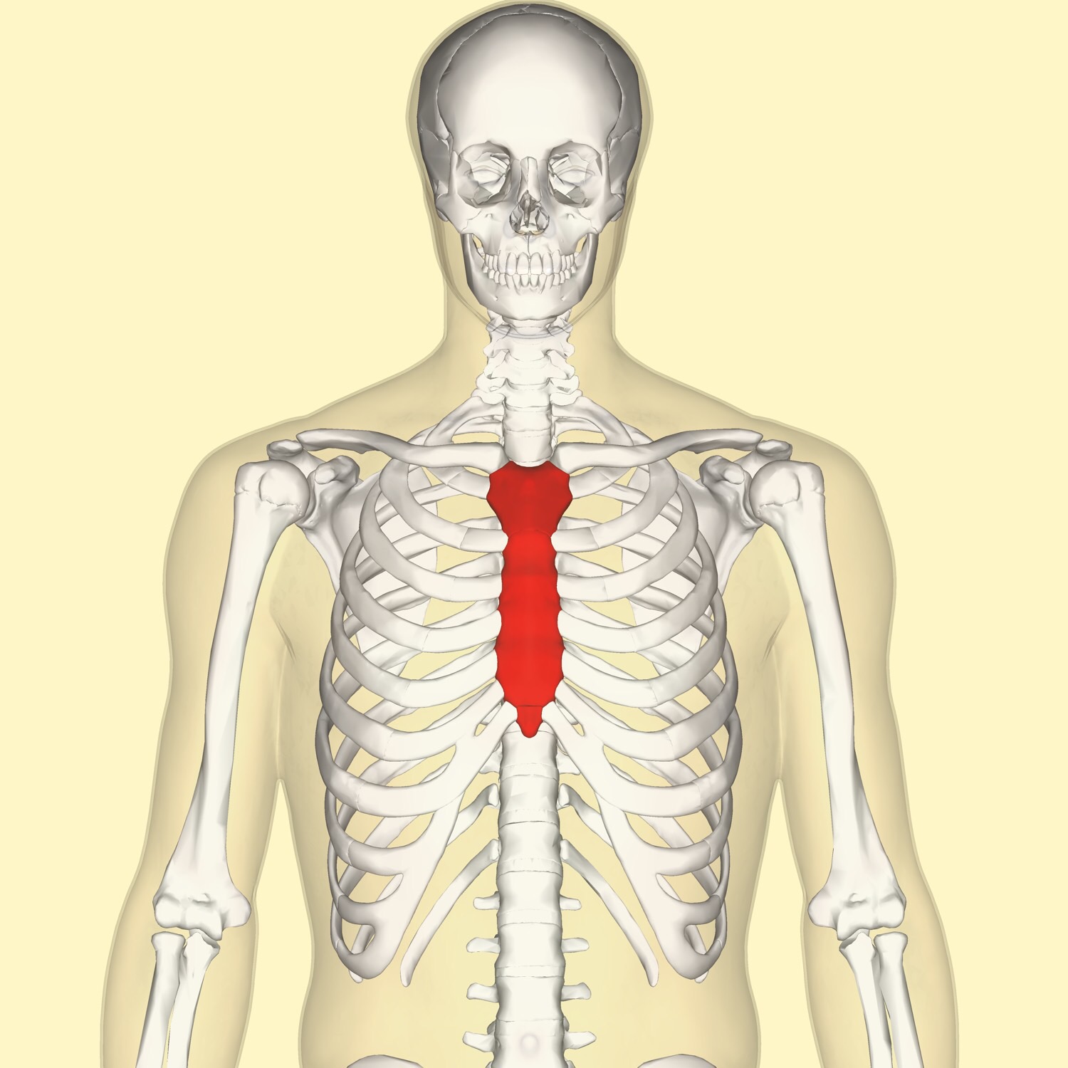 Ribs And Vertebrae Flashcards Memorang