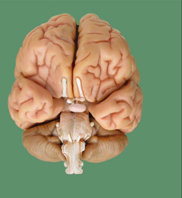 Brain Anatomy Flashcards | Memorang