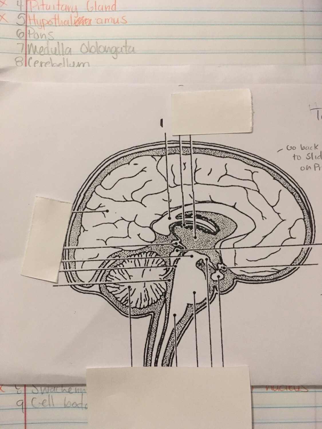 Brain diagram Flashcards | Memorang