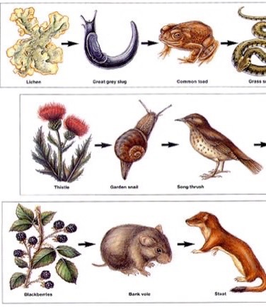 Science food chains and webs Flashcards | Memorang