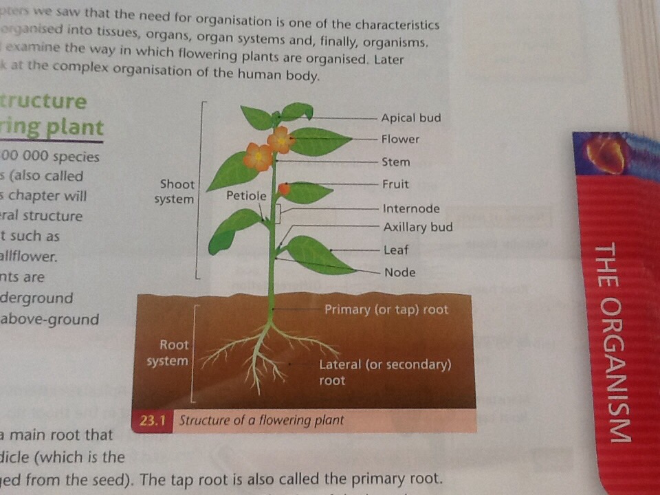 Structure Of Flowering Plants Flashcards Memorang Structure Of Flowering Plants Flashcards Memorang