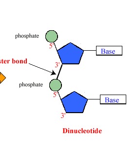 Polynucleotides Flashcards | Memorang