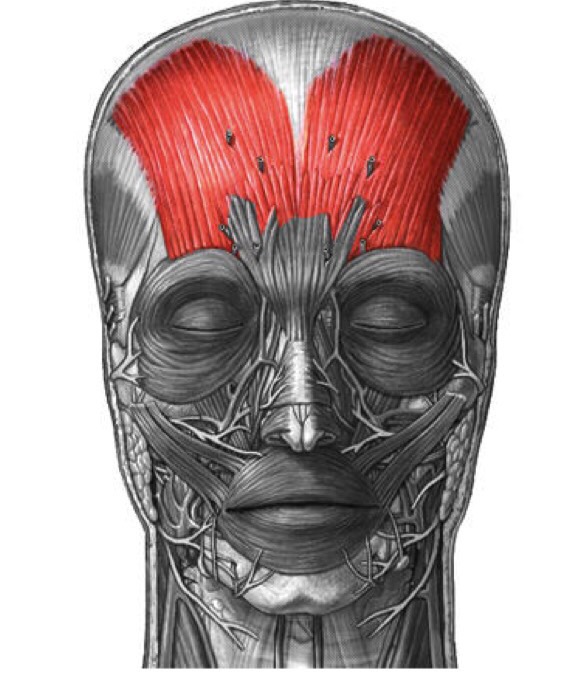 Muscles & their actions Flashcards | Memorang