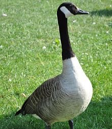 Geese And More Geese Flashcards | Memorang