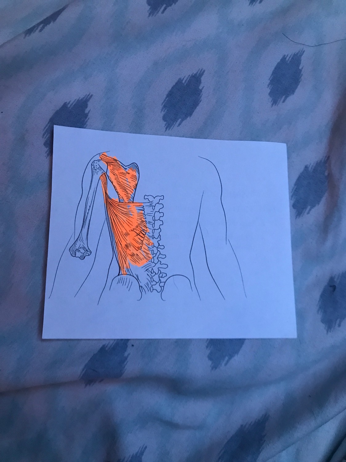 trunk quiz Flashcards | Memorang