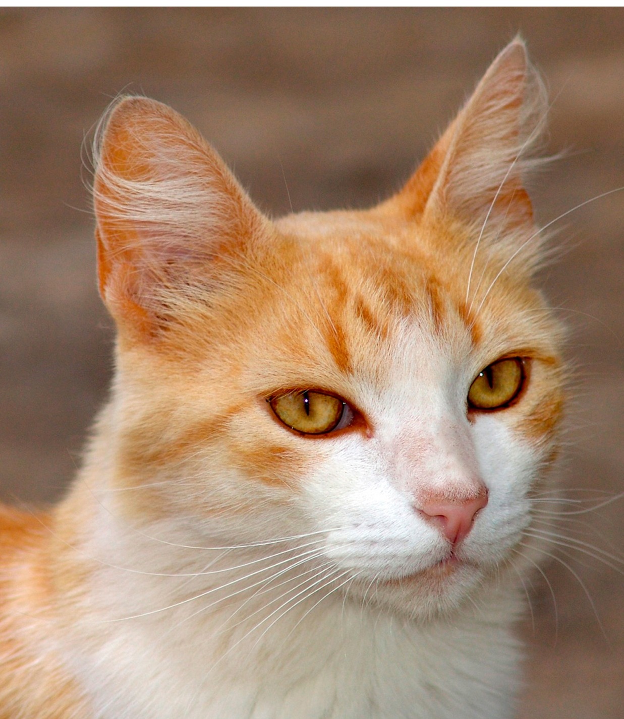 Aprende los animales en frances Flashcards | Memorang