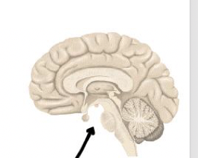 Do the Drop Flashcards | Memorang